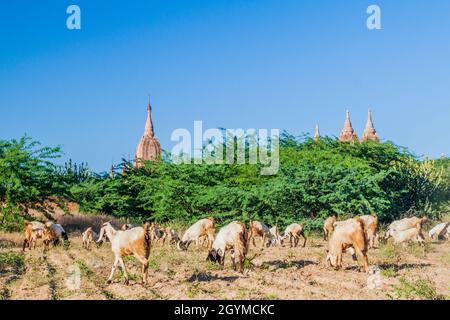 Grazing goats and pagodas in Bagan, Myanmar Stock Photo - Alamy