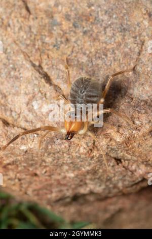 Solifuge, Sun spider, Galeodes granti, India Stock Photo - Alamy