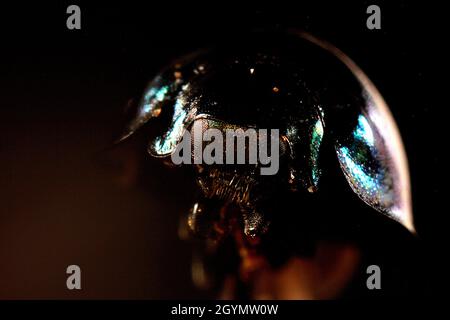 Steelblue ladybettle (Halmus chalybeus Stock Photo - Alamy