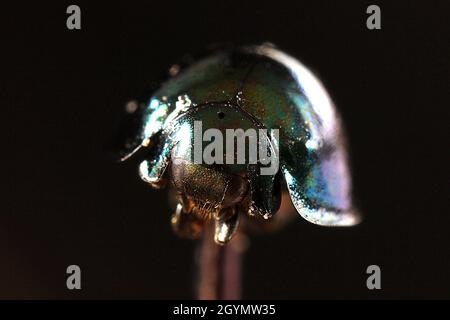 Steelblue ladybettle (Halmus chalybeus Stock Photo - Alamy