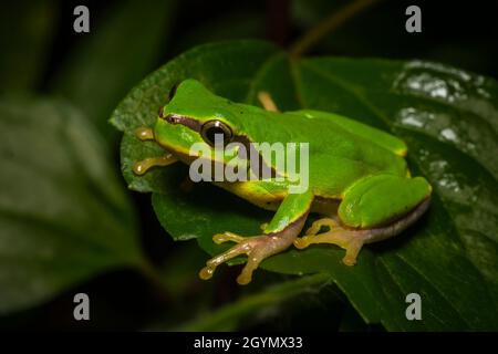 Jerdon's tree frog, frog, green frog, dead brown leaf, Hyla annectans ...