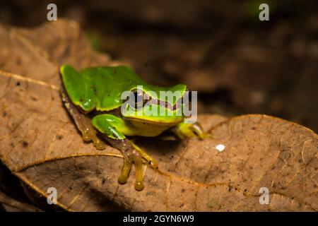 Jerdon's tree frog, frog, green frog, dead brown leaf, Hyla annectans ...