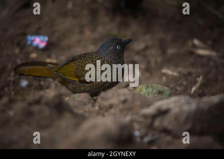 Scaly Laughingthrush, Trochalopteron subunicolor, Sikkim, India Stock ...
