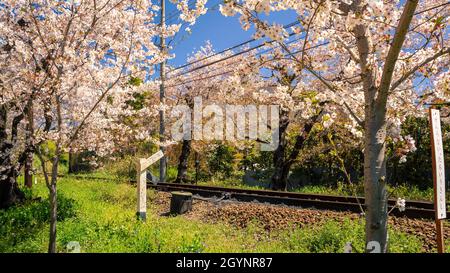 Japanese railroad track landscape with flourishing cherry trees along ...