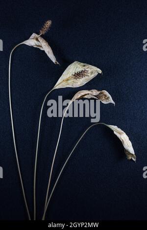Dry peace lily flowers in a row Stock Photo - Alamy