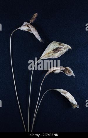Dry peace lily flowers in a row Stock Photo - Alamy