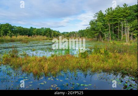 Indian Brook marsh in Broadmoor Wildlife Sanctuary - a wetland with ...