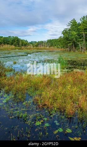 Indian Brook marsh in Broadmoor Wildlife Sanctuary - a wetland with ...