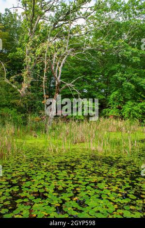 Wetlands with water lilies, duckweeds, swamp smartweeds and cattails ...