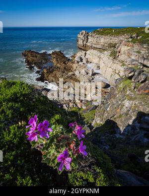 Hooded-leaf Pelargonium (Pelargonium cucullatum) with views of Sievers ...