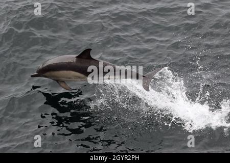 Common Dolphin leaping in UK waters Stock Photo - Alamy
