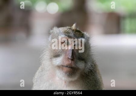 Horizontal shot of grey macaque with a sad face Stock Photo - Alamy