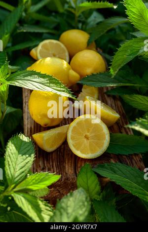 Lemons and growing mint in the garden. Lemon slices and mint leaves on ...