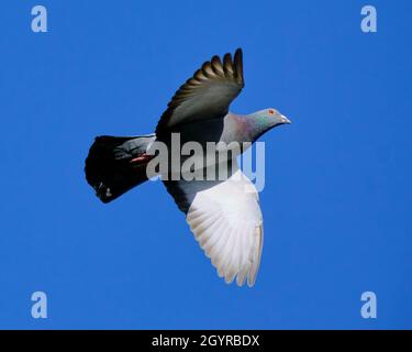 Rock pigeon or rock dove flying Stock Photo - Alamy