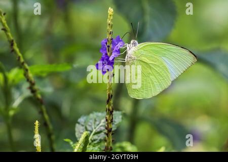 Common Albatross butterfly (Appias albina) drinking on plant Stock ...