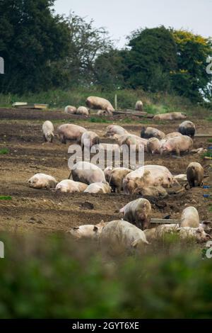 anonymous Large Pig Farm Stock Photo - Alamy