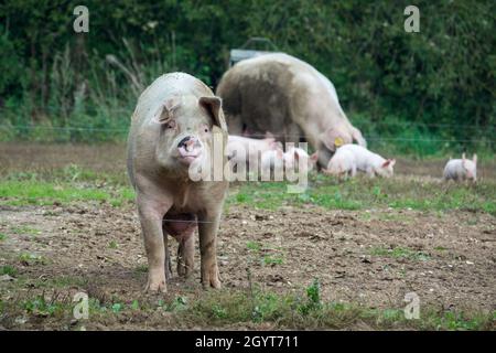 anonymous Large Pig Farm Stock Photo - Alamy