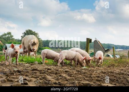 Piglets anonymous Large Pig Farm Stock Photo - Alamy