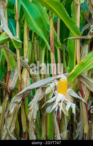 Corn maize game crop Stock Photo - Alamy