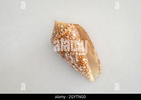 The shell of a textile cone snail (Conus textile Stock Photo - Alamy