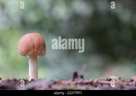 single mushroom on Southampton Common Stock Photo - Alamy