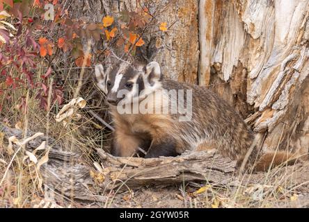 Cute Badger in Autumn in Wyoming Stock Photo - Alamy