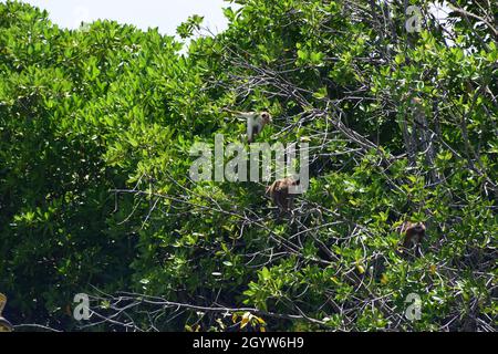 Angry monkey on the tree Stock Photo - Alamy