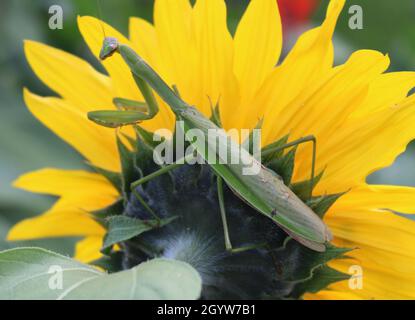 Praying Mantis sitting on a sunflower Stock Photo - Alamy