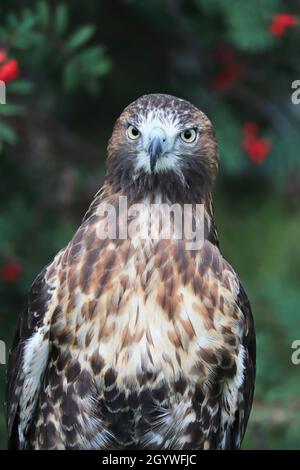 Vertical closeup of a red-tailed hawk Stock Photo - Alamy