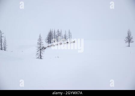 Nenets people during a winter migration with wooden sleds in a snowall ...
