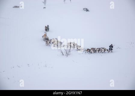 Nenets people during a winter migration with wooden sleds in a snowall ...