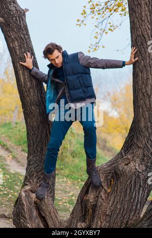 Tall handsome man climbing on the tree in yellow autumn forest Stock ...