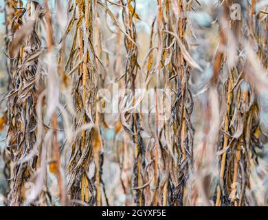 autumn dry seeds of plants colored Stock Photo - Alamy