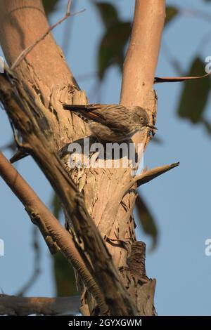 Varied Sittella (Daphoenositta chrysoptera), or orange-winged sittella ...