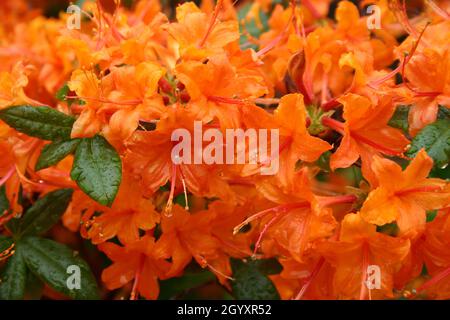 Close up orange Azalea flowers (Rhododendron indicum) in the garden ...