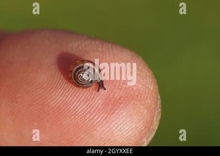 Rounded snail (Discus rotundatus: Discidae) UK Stock Photo - Alamy