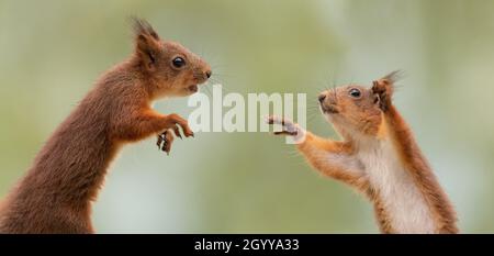 young red squirrels are reaching for each other Stock Photo - Alamy