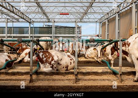 Eating Cows inside Floating Farm Rotterdam, Netherlands. Eating and ...