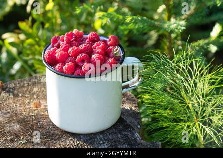 Freshly picked Wild Rasberry, Rubus idaeus fruit in a white metal cup ...