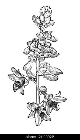 Linear drawing of hosta flower with leaves and buds, modern digital art ...