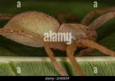 Yellow Huntsman Spider of the species Family Sparassidae Stock Photo ...