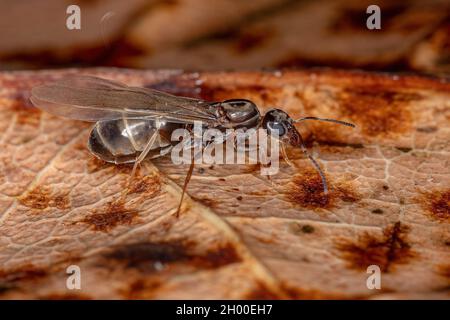 Adult Female Pyramid Queen Ant of the Genus Dorymyrmex Stock Photo - Alamy