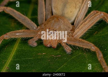 Yellow Huntsman Spider of the species Family Sparassidae Stock Photo ...