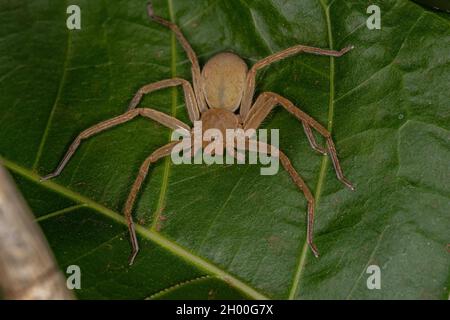 Yellow Huntsman Spider of the species Family Sparassidae Stock Photo ...