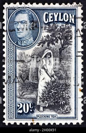 Picking tea in Ceylon, circa 1937 Stock Photo - Alamy