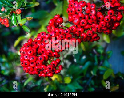 PYRACANTHA SAPHYR ROUGE. FIRETHORN IN FLOWER Stock Photo - Alamy
