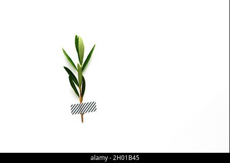 Olive branch, peace symbol isolated on white background Stock Photo - Alamy