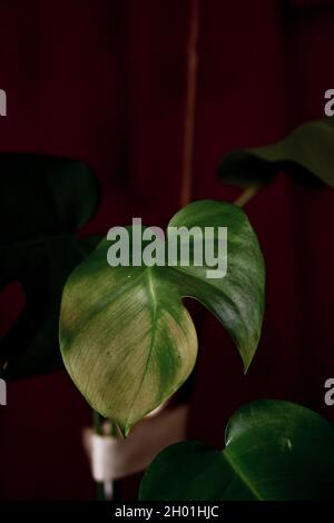 Closeup shot of a monstera deliciosa leaf under the lights with a ...