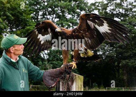 Pictured: Saphire the Golden Eagle and Ray Lowden from the Kielder Bird ...