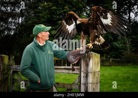Pictured: Saphire the Golden Eagle and Ray Lowden from the Kielder Bird ...